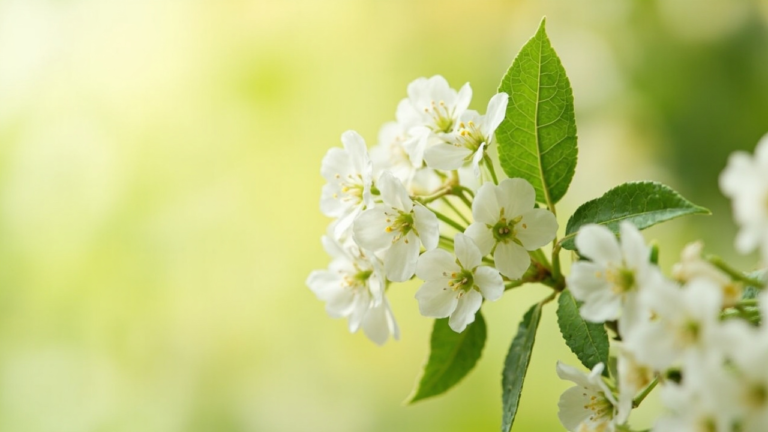 Locust Tree Flowers: A Rising Star in China’s Seasonal Food Ingredients ...